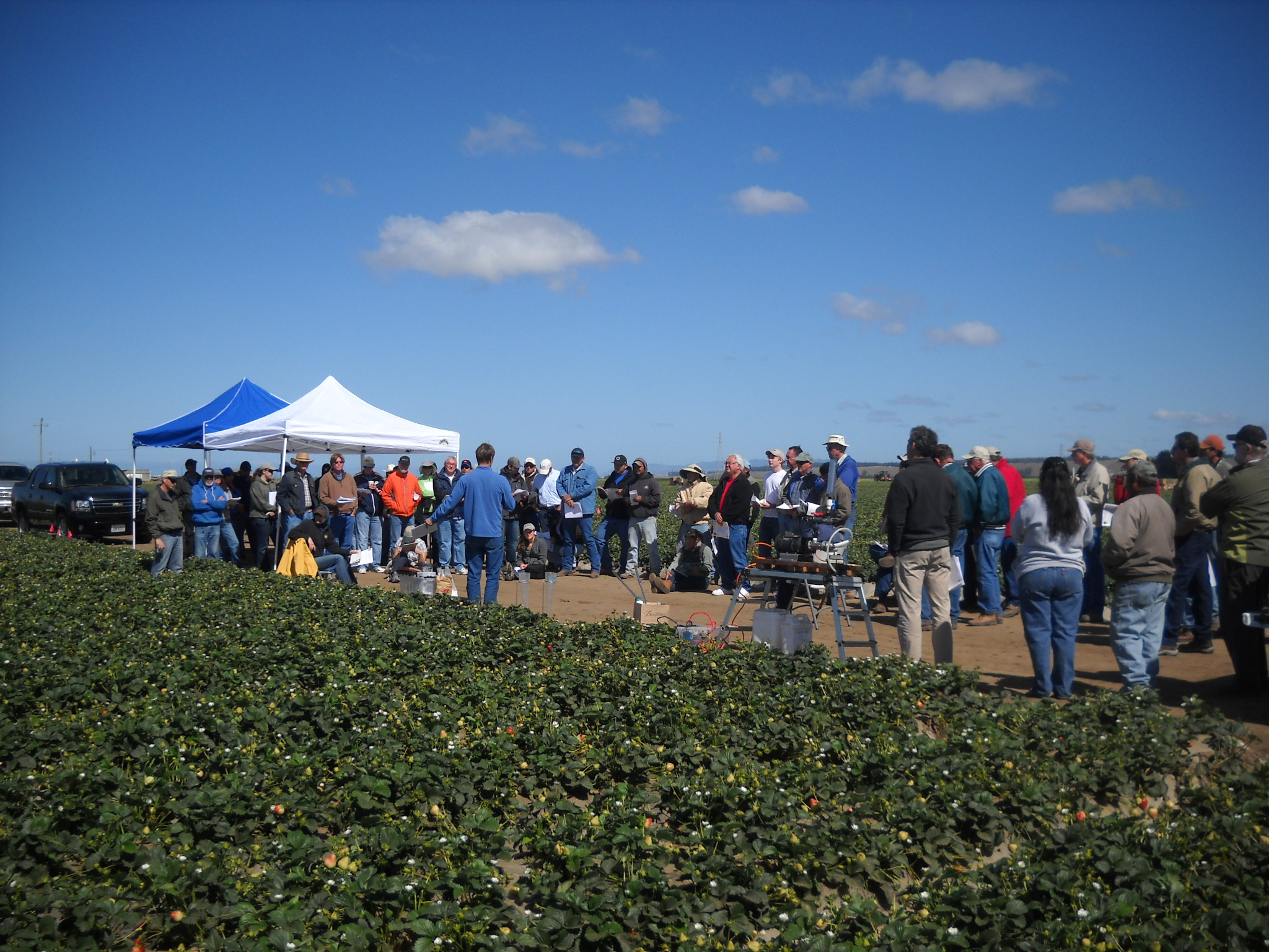 Cal Poly - ITRC - Projects - Drip Irrigation and Salinity on Strawberries